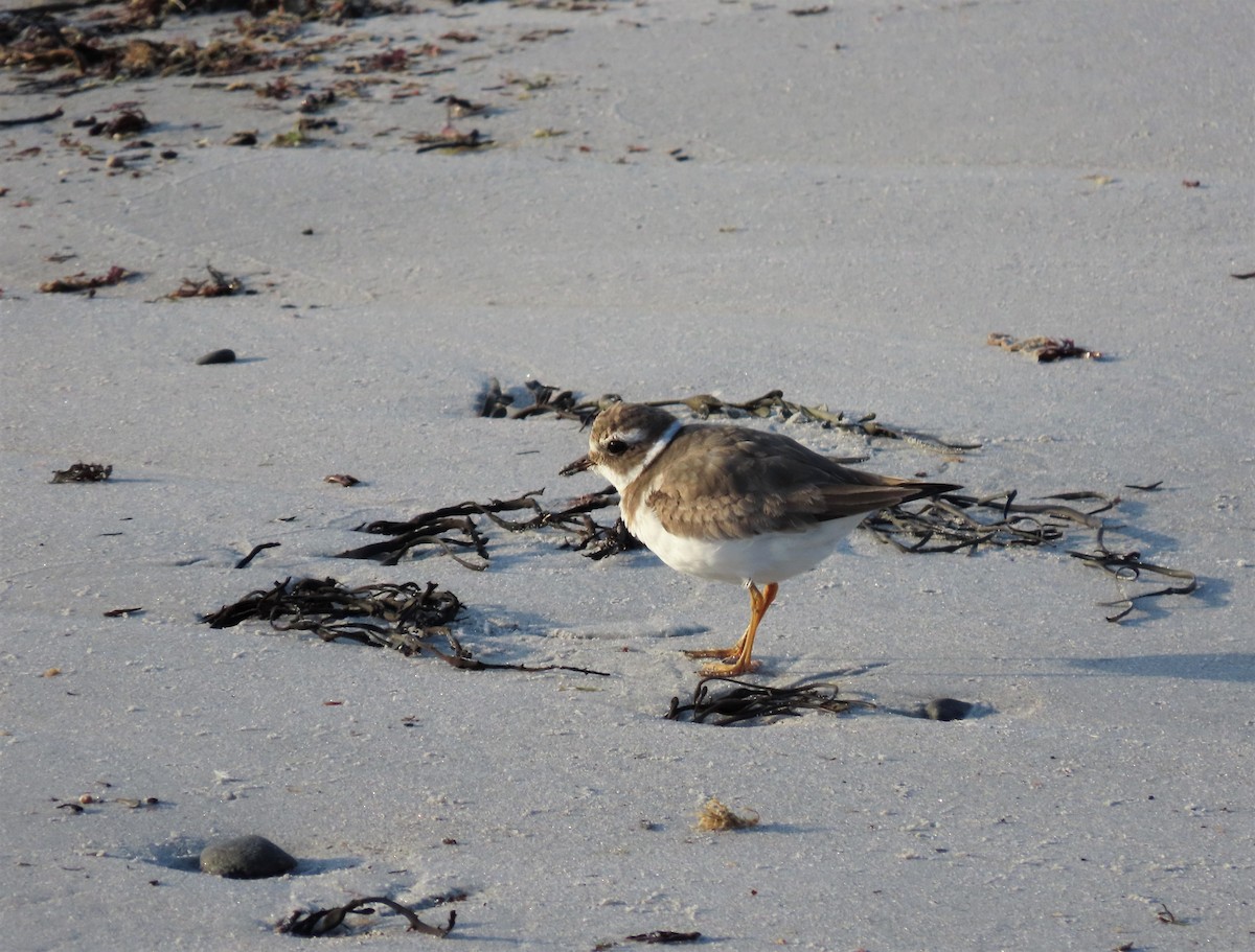 Maine eBird Checklist - 30 Jan 2023 - Rachel Carson NWR--Timber Point ...