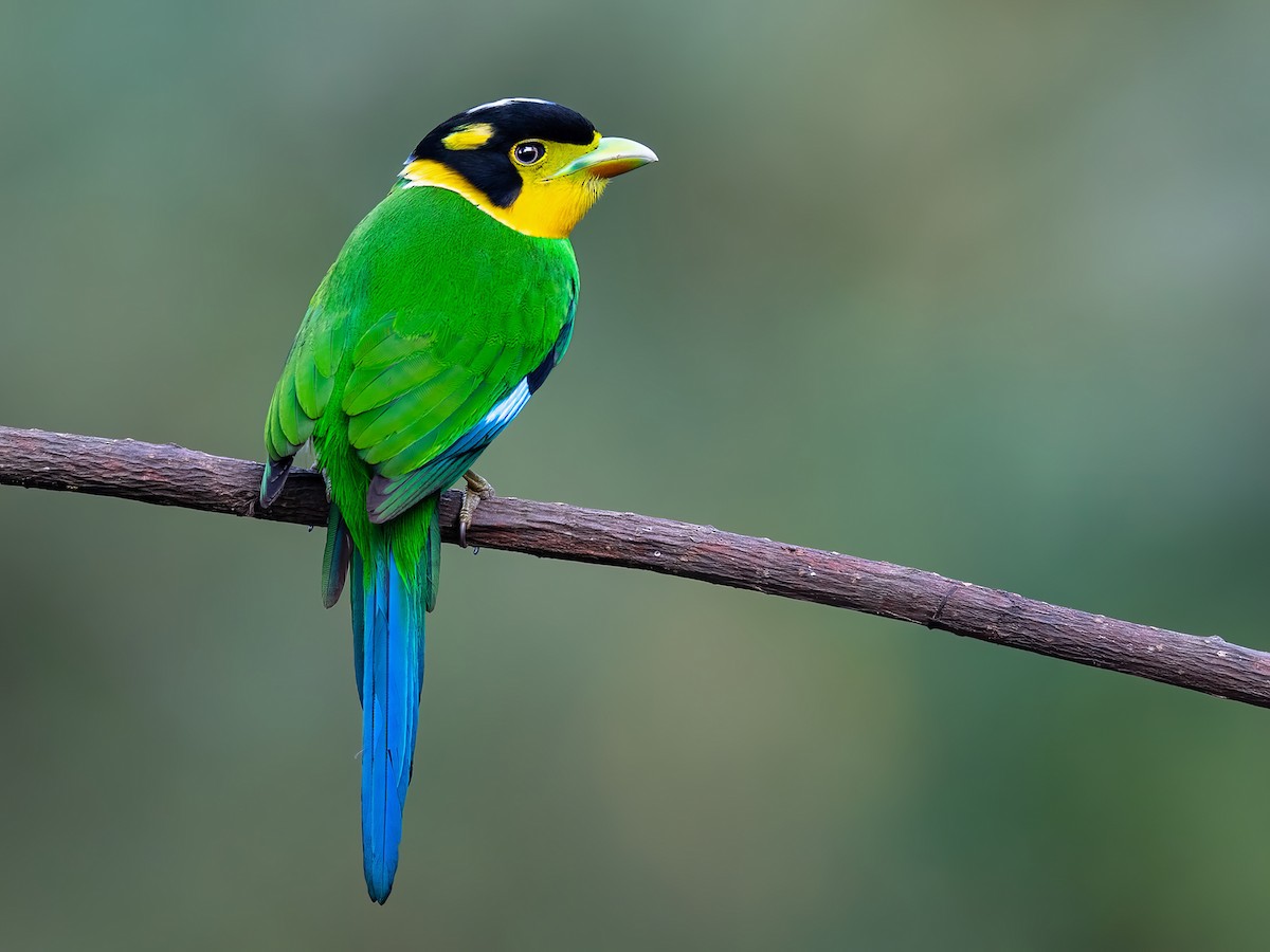 Long-tailed Broadbill - Psarisomus dalhousiae - Birds of the World