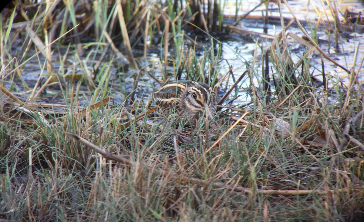 eBird Checklist - 30 Sep 2015 - Spurn Point--Canal Scrape - 16 species