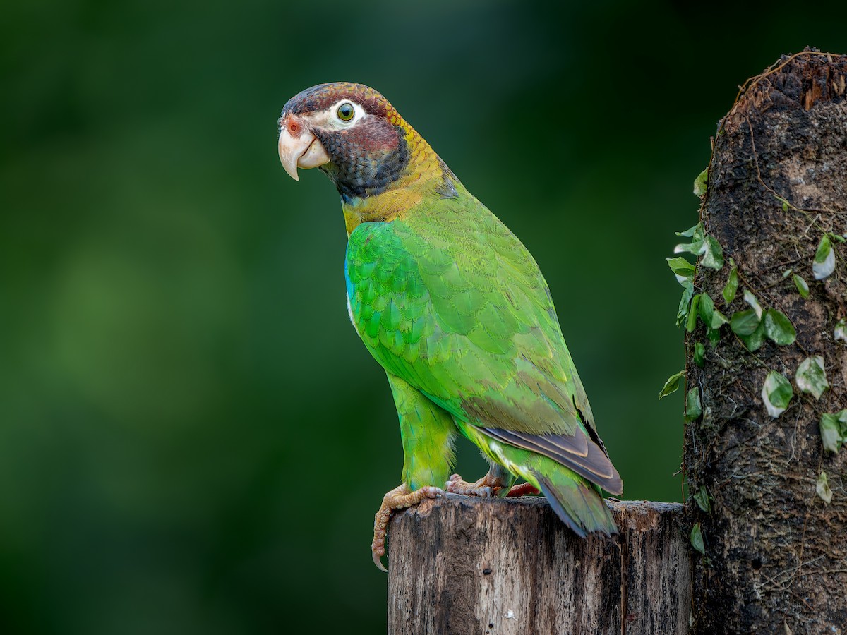 Brown-hooded Parrot - Pyrilia haematotis - Birds of the World