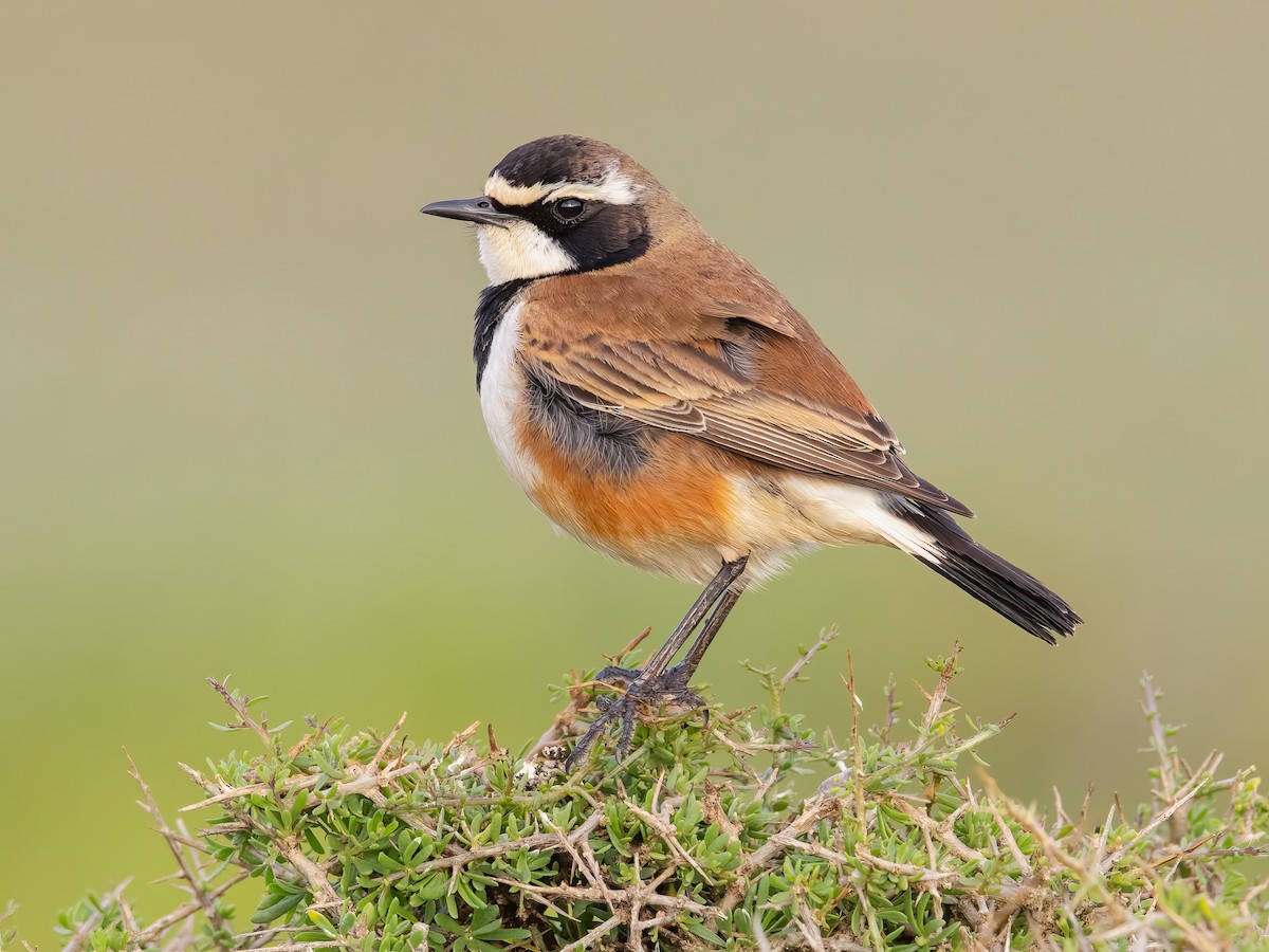 Capped Wheatear - Oenanthe pileata - Birds of the World
