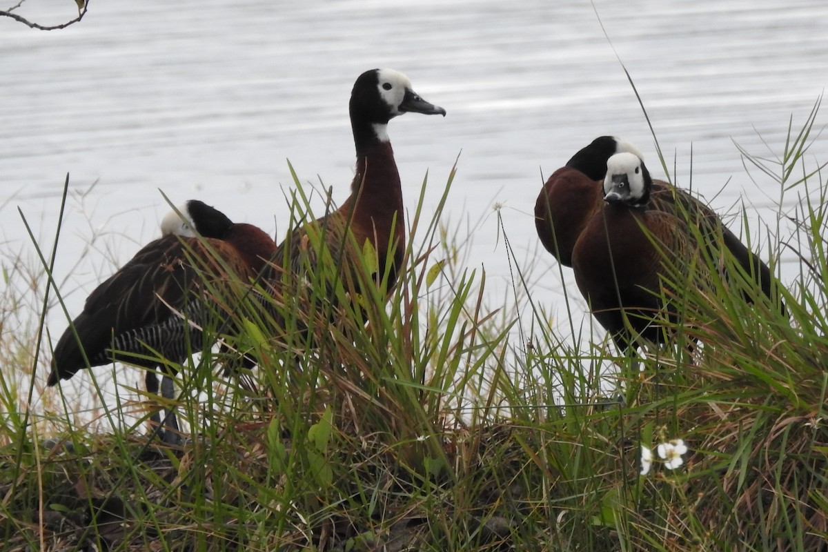 eBird Checklist - 28 Jan 2023 - Pembroke Pines--Silver Lakes North - 26 ...