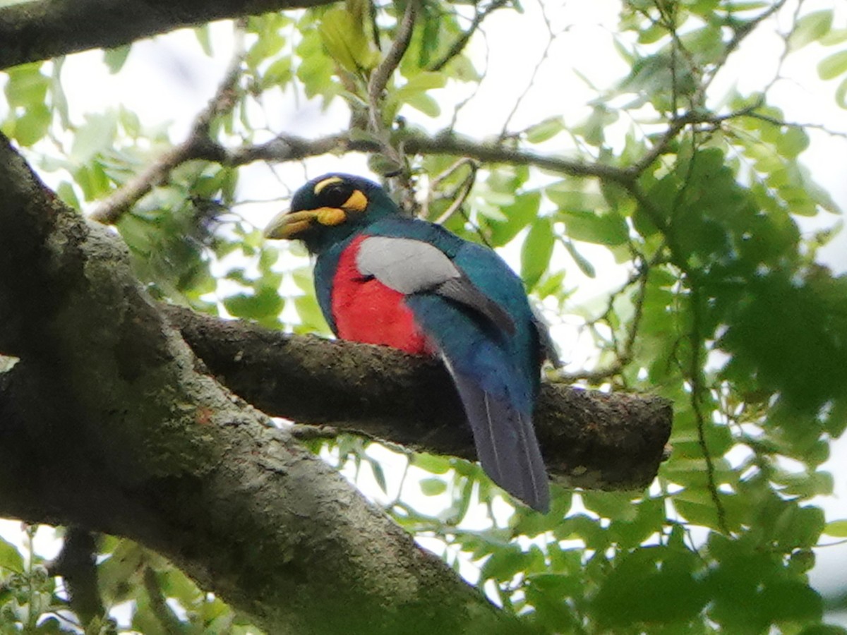 eBird Checklist - 16 Jan 2023 - Gola Rainforest NP--North - 15 species