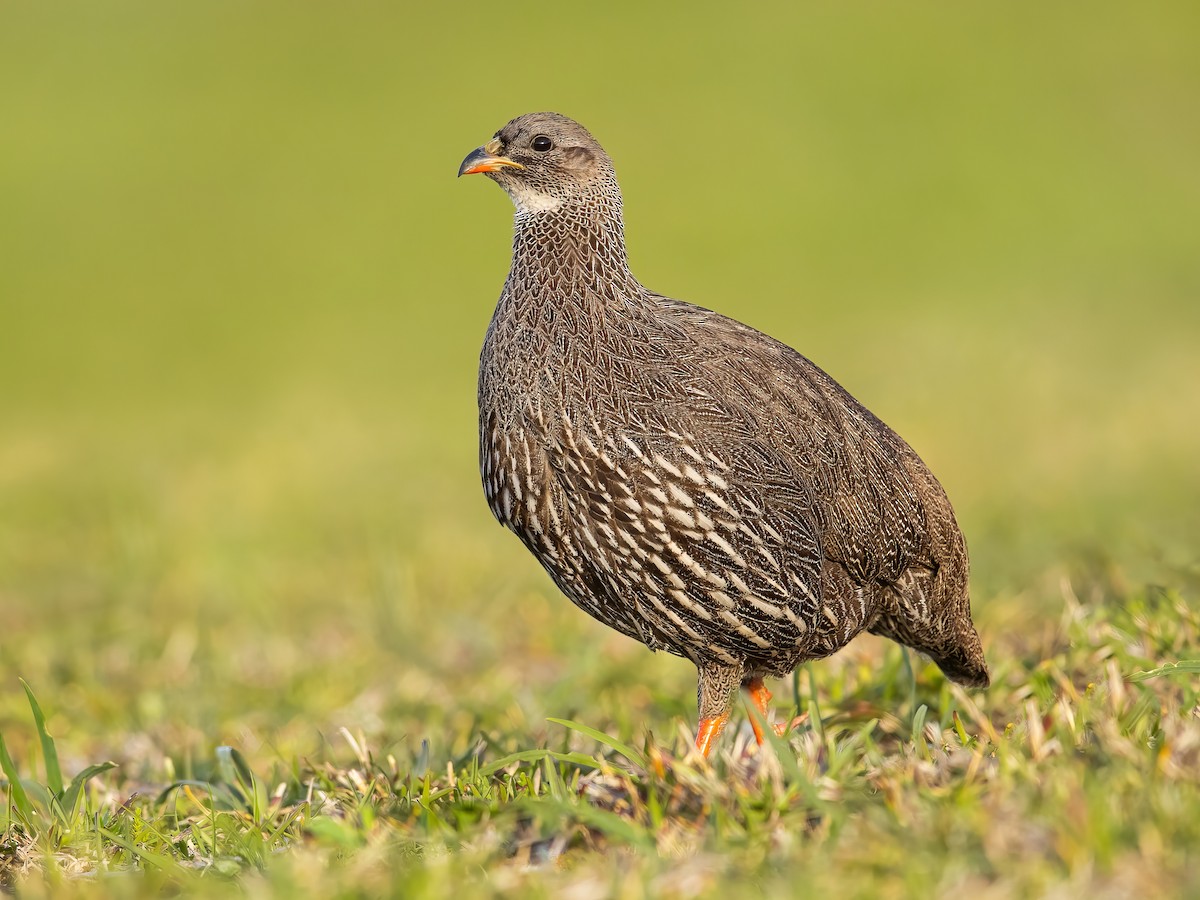 Cape Spurfowl - Pternistis capensis - Birds of the World