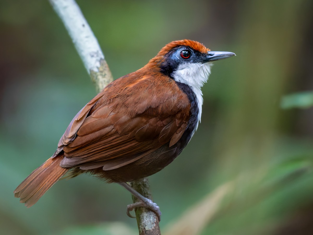White-cheeked Antbird - Gymnopithys leucaspis - Birds of the World