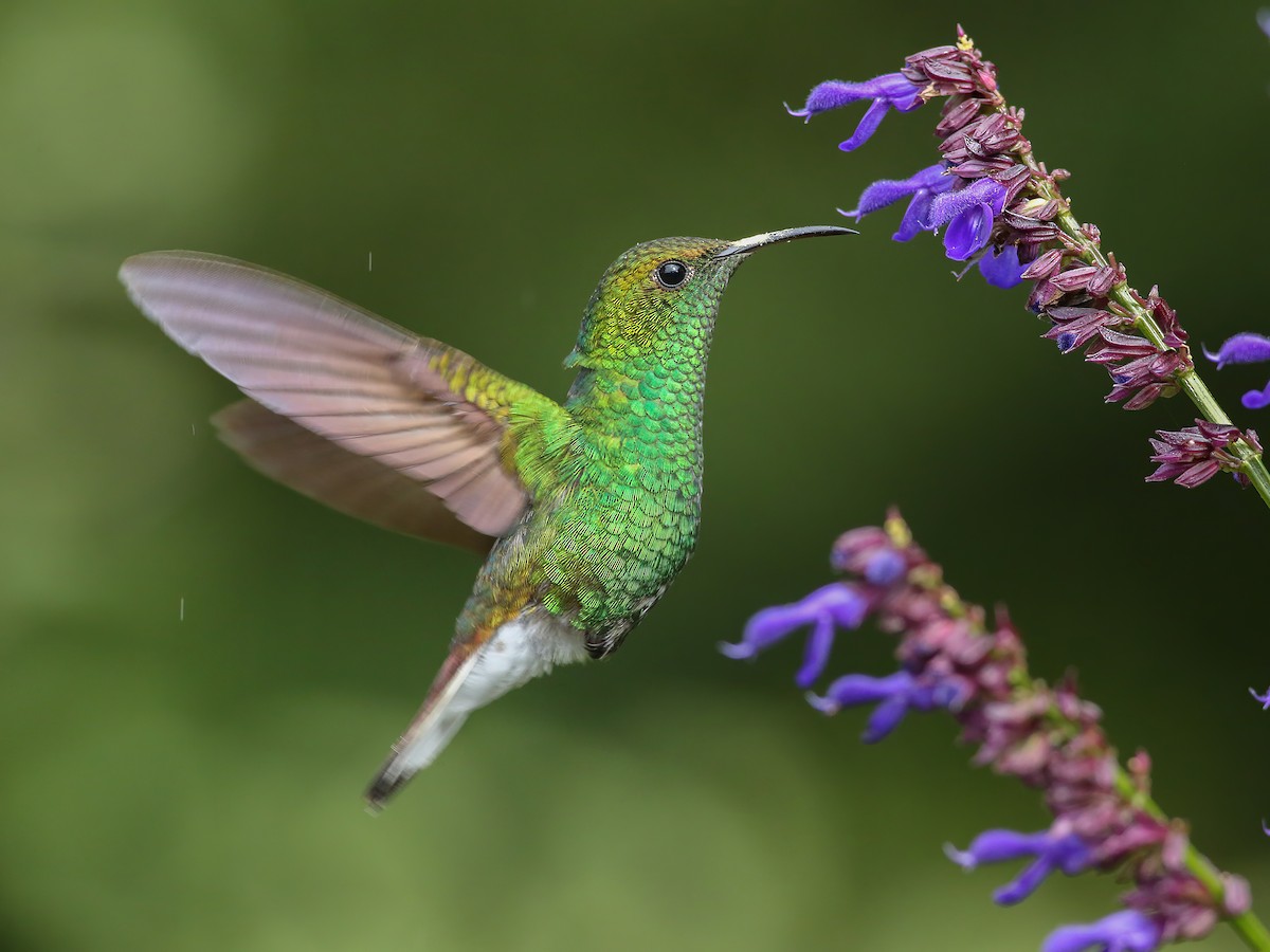 Coppery-headed Emerald - Microchera cupreiceps - Birds of the World
