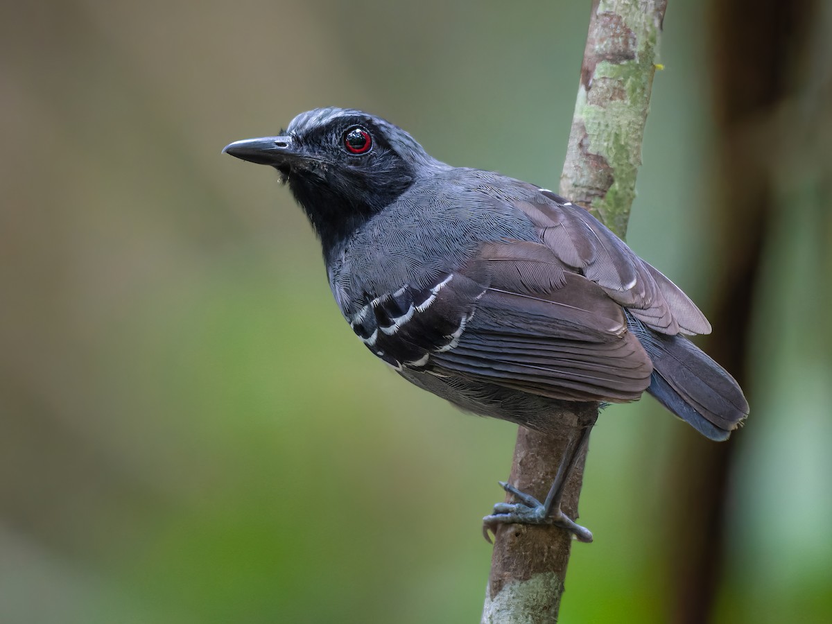 Black-faced Antbird - Myrmoborus myotherinus - Birds of the World