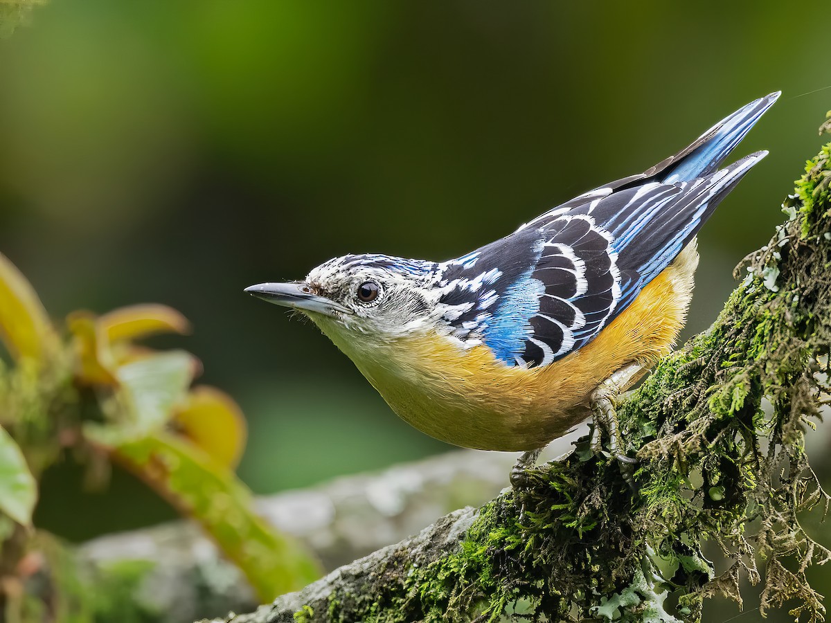 Beautiful Nuthatch - Sitta formosa - Birds of the World