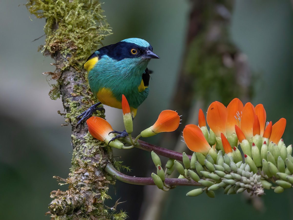 Yellow-tufted Dacnis - Dacnis egregia - Birds of the World