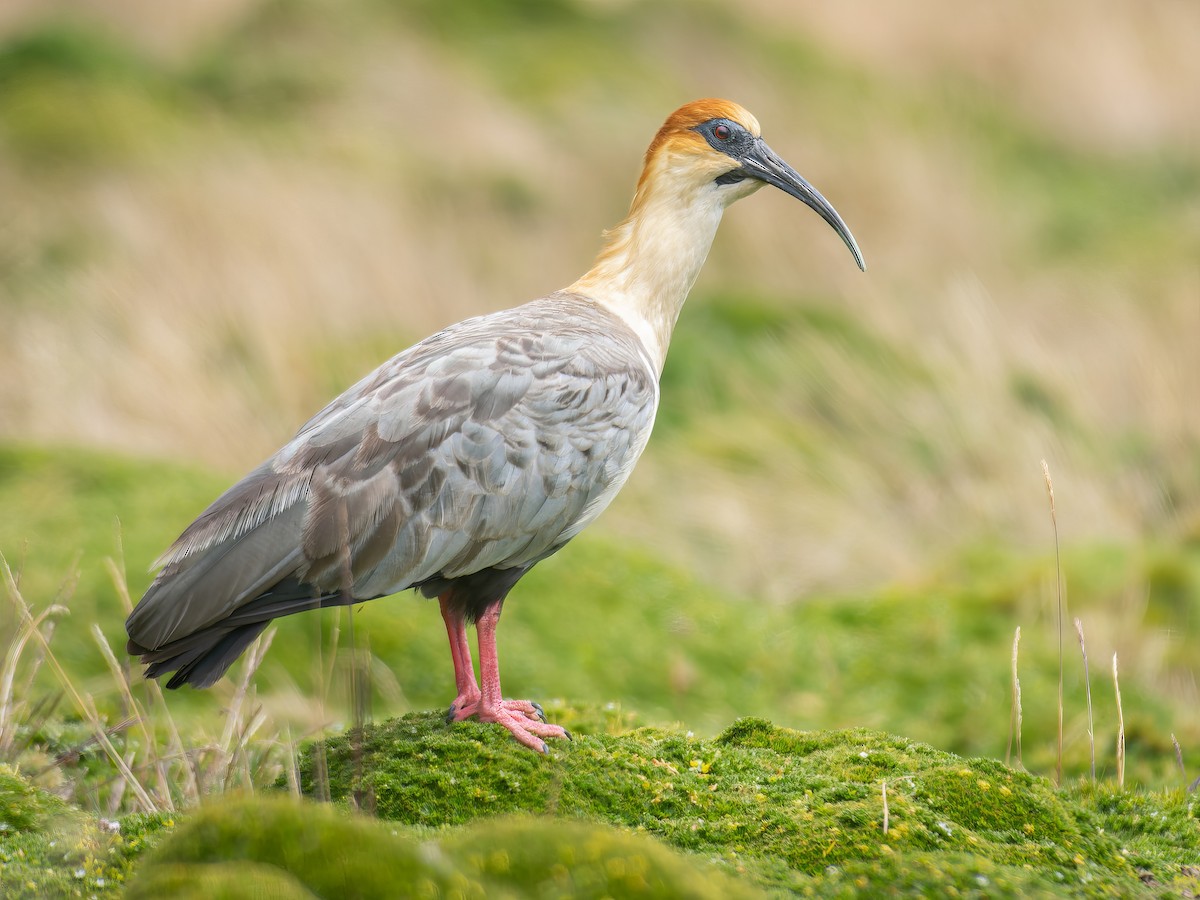 Andean Ibis - Theristicus branickii - Birds of the World
