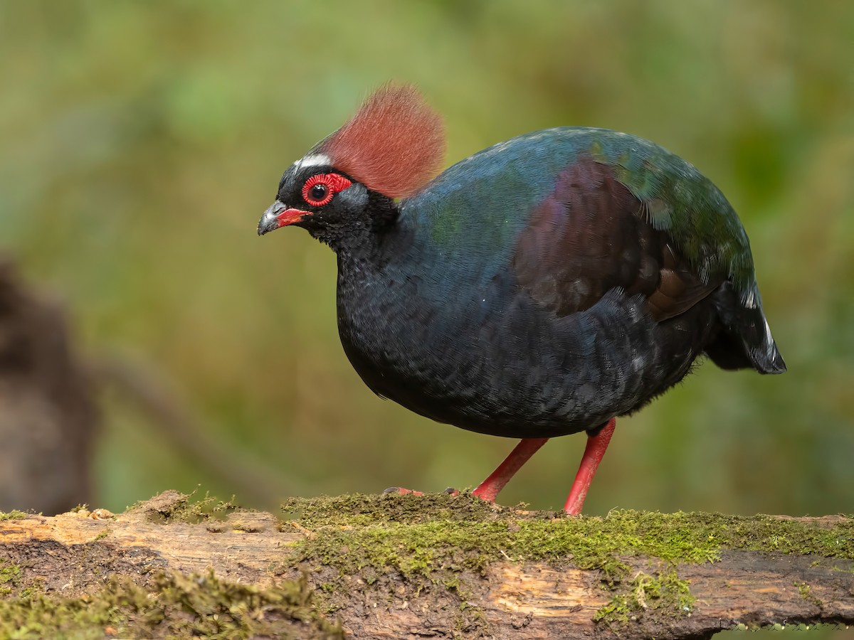 Crested Partridge - Rollulus rouloul - Birds of the World