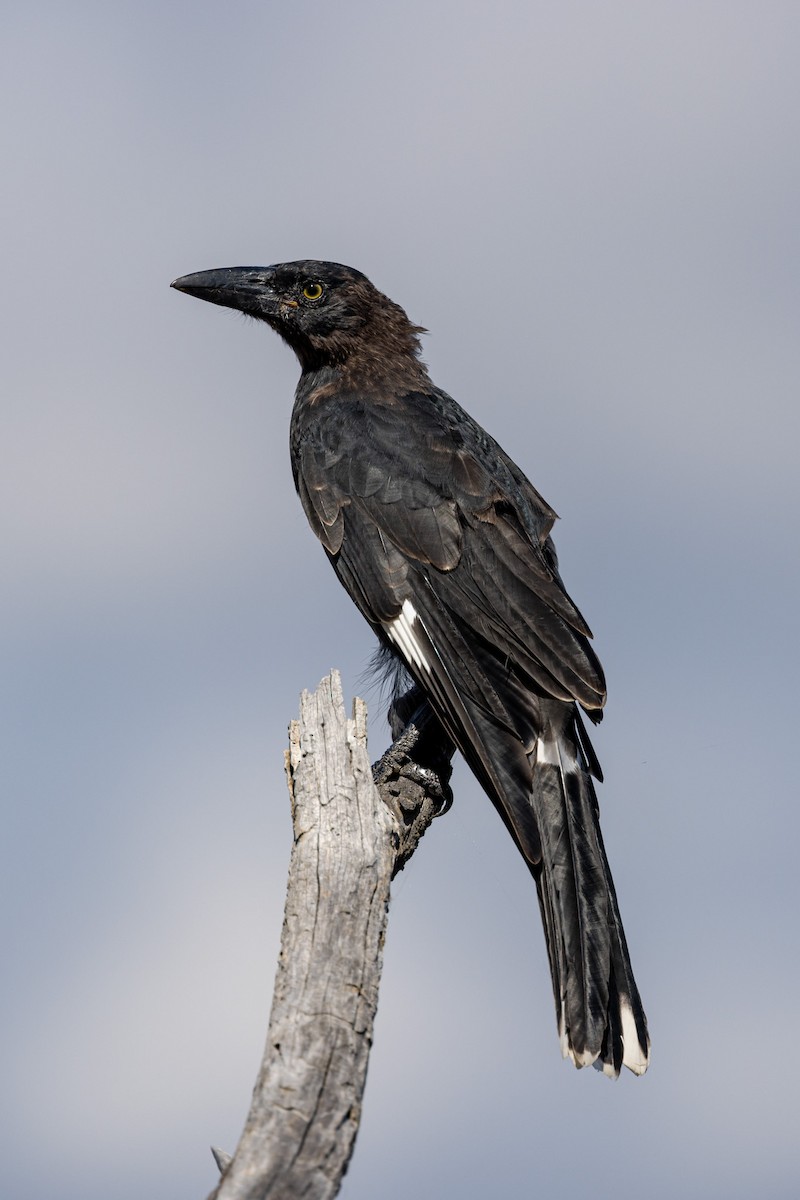 eBird Checklist - 1 Feb 2023 - Woodstock Nature Reserve--Shepherds Lookout Walk - 27 species