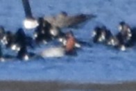 eBird Checklist - 1 Feb 2023 - Prettyboy Reservoir--Spooks Hill Road ...