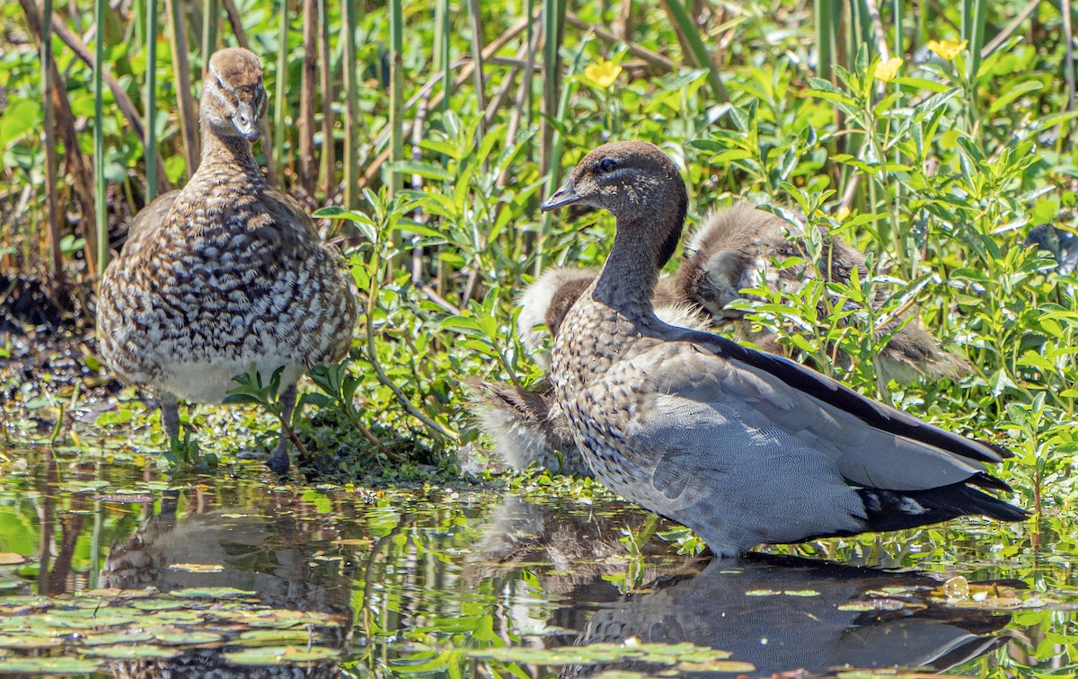 eBird Checklist - 8 Jan 2023 - Peacehaven Botanic Park - 22 species