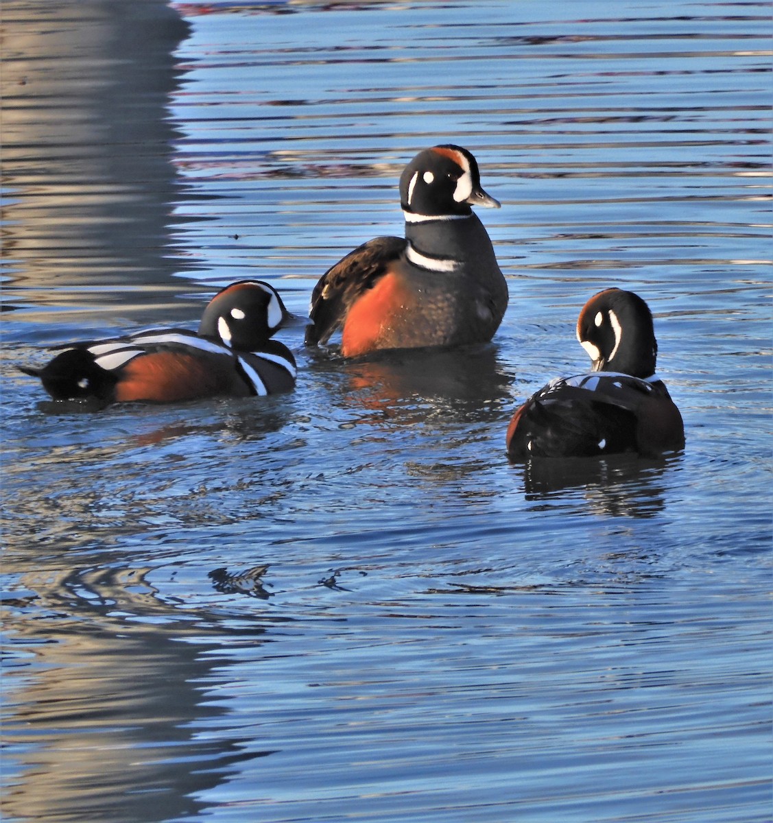 eBird Checklist - 23 Jan 2023 - Westport Marina - 15 species (+1 other ...