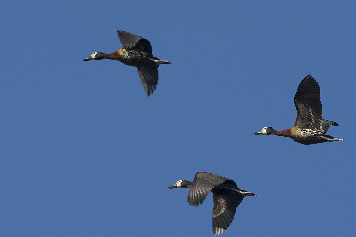 eBird Checklist - 10 Sep 2014 - Kinkony--Sakalava Rail site - 36 species