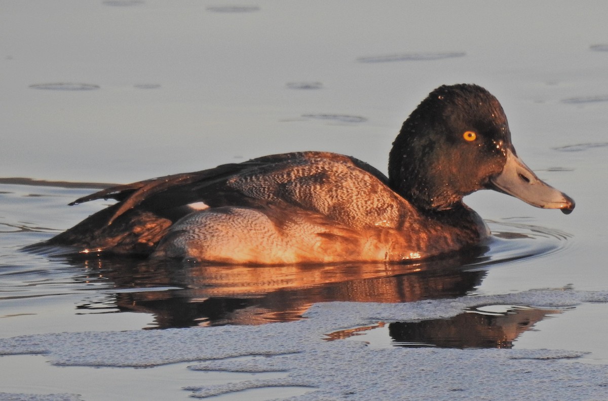 eBird Checklist - 1 Feb 2023 - Arcata Marsh--Oxidation Ponds - 25 species