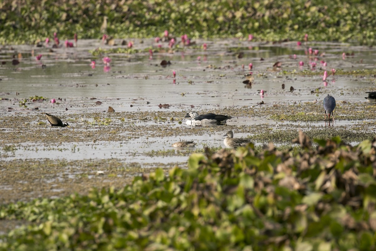 eBird India Checklist - 28 Jan 2023 - Mokarsagar Wetland Complex ...