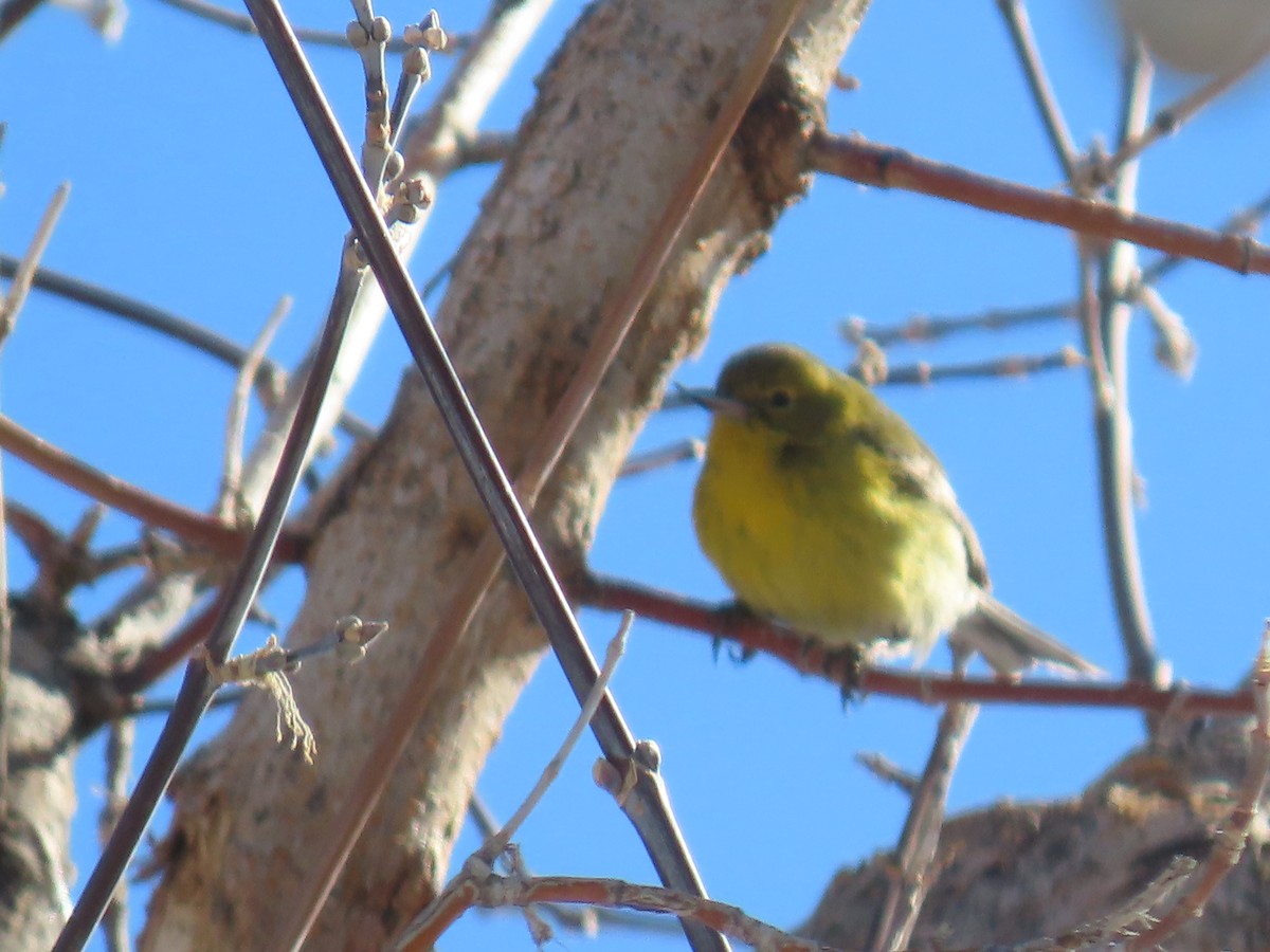eBird Checklist - 1 Feb 2023 - Pine warbler area - 5 species