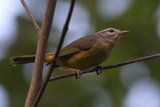 Three-banded Warbler - Basileuterus trifasciatus - Birds of the World