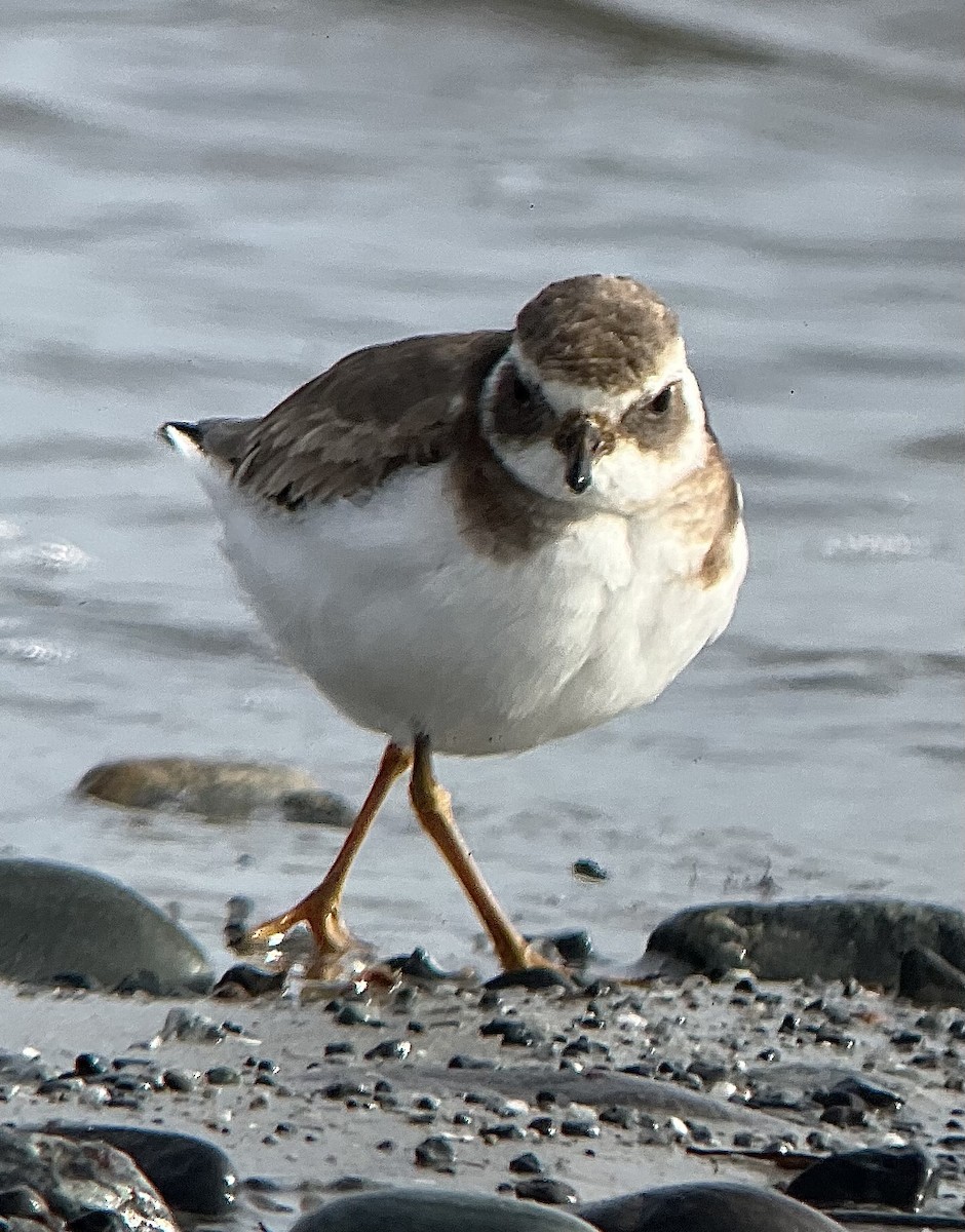 eBird Checklist - 2 Feb 2023 - Rachel Carson NWR--Timber Point Trail ...