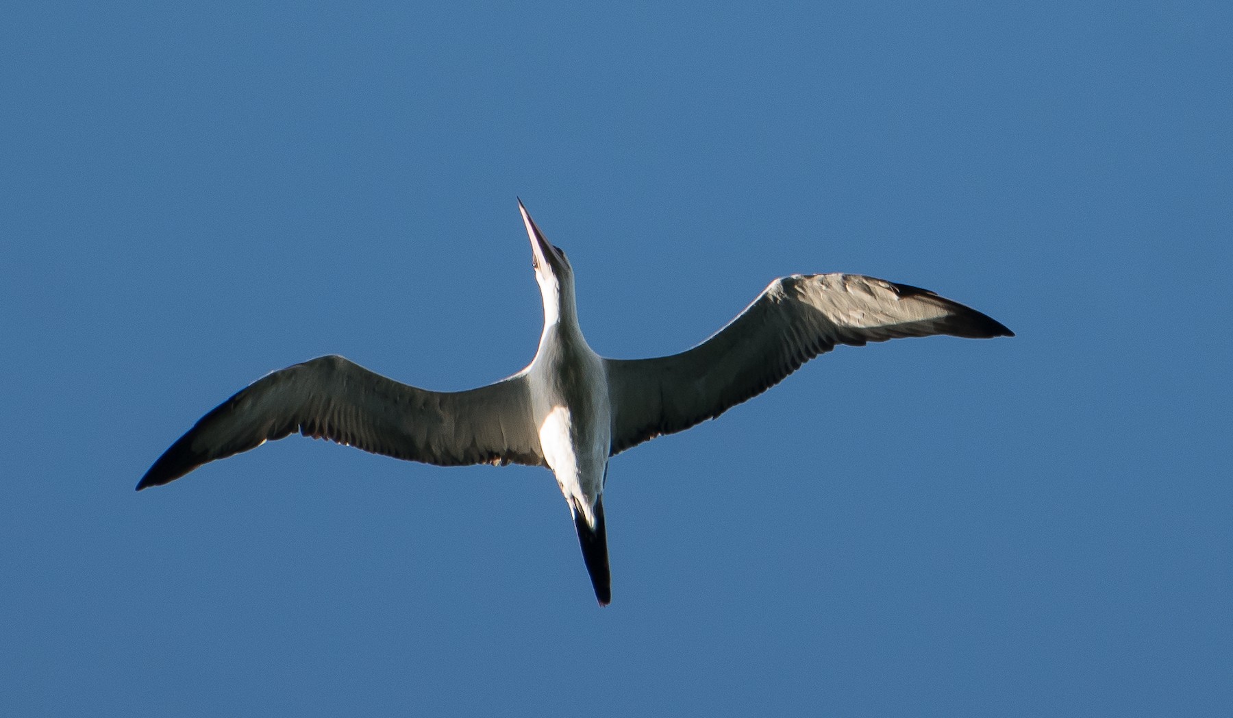 Abbott's Booby - eBird