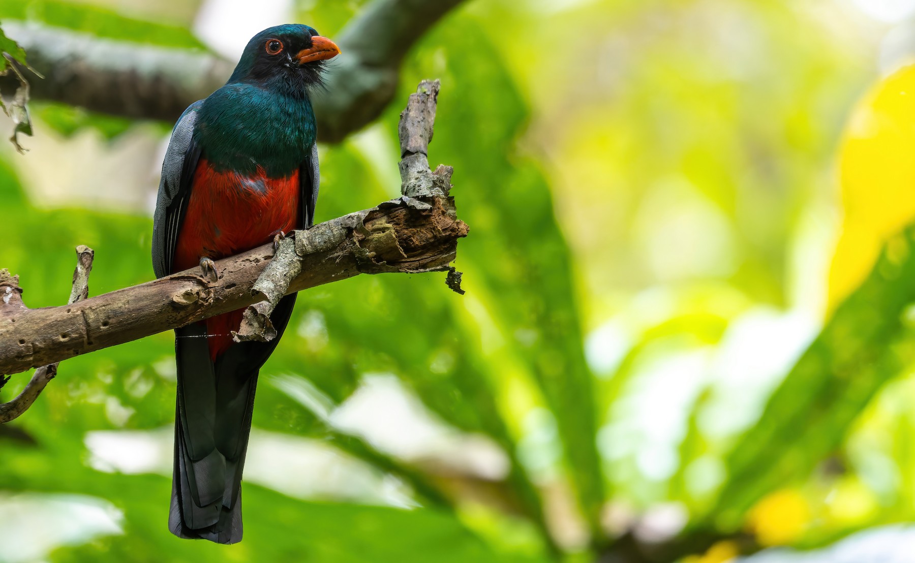 Slaty-tailed Trogon (Massena) - eBird