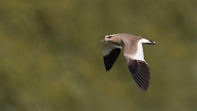 Sociable Lapwing