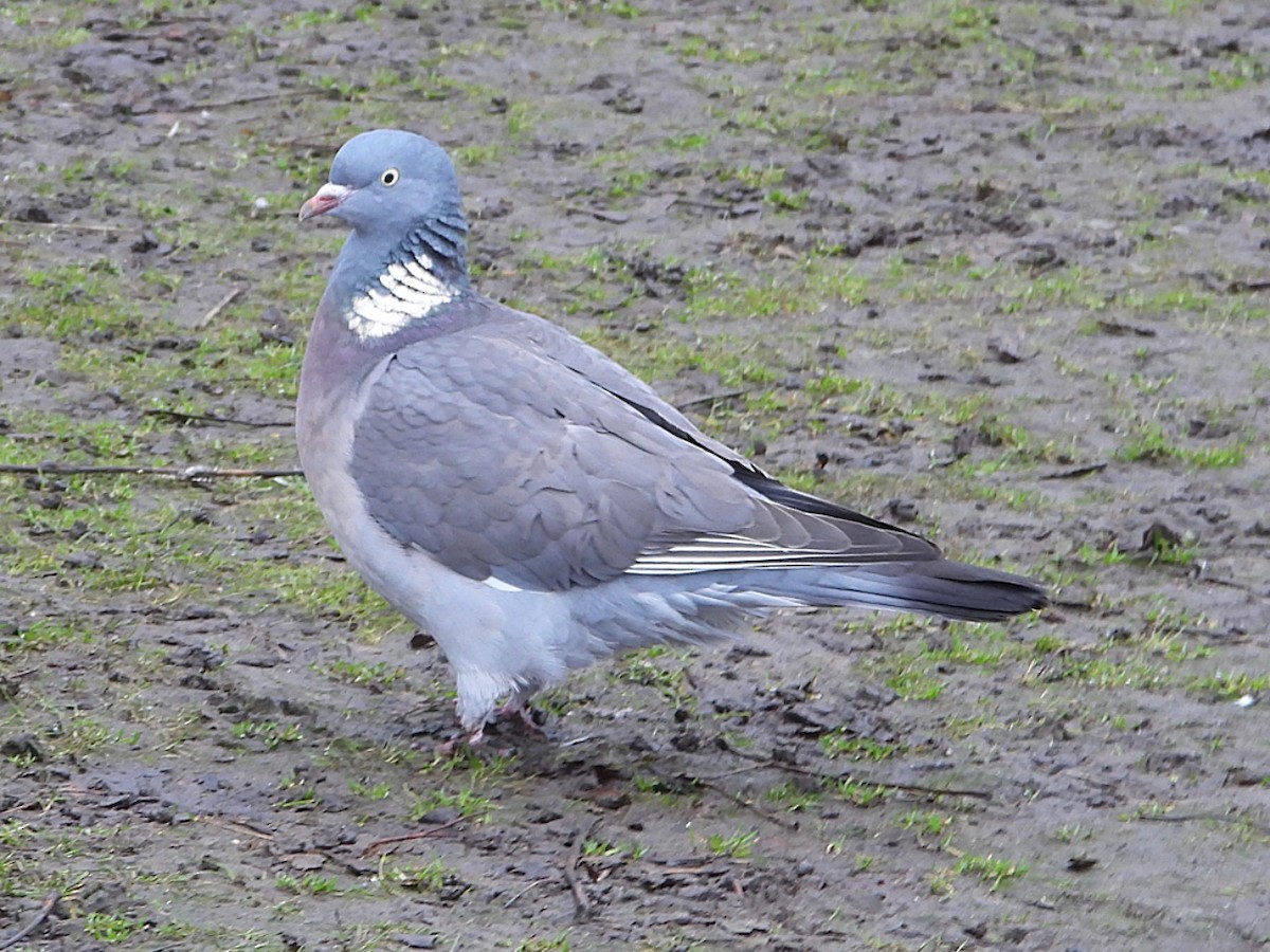 eBird Checklist - 3 Feb 2023 - Yeadon Tarn - 8 species