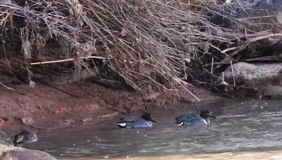eBird Checklist - 1 Feb 2023 - Confluence Park - 29 species