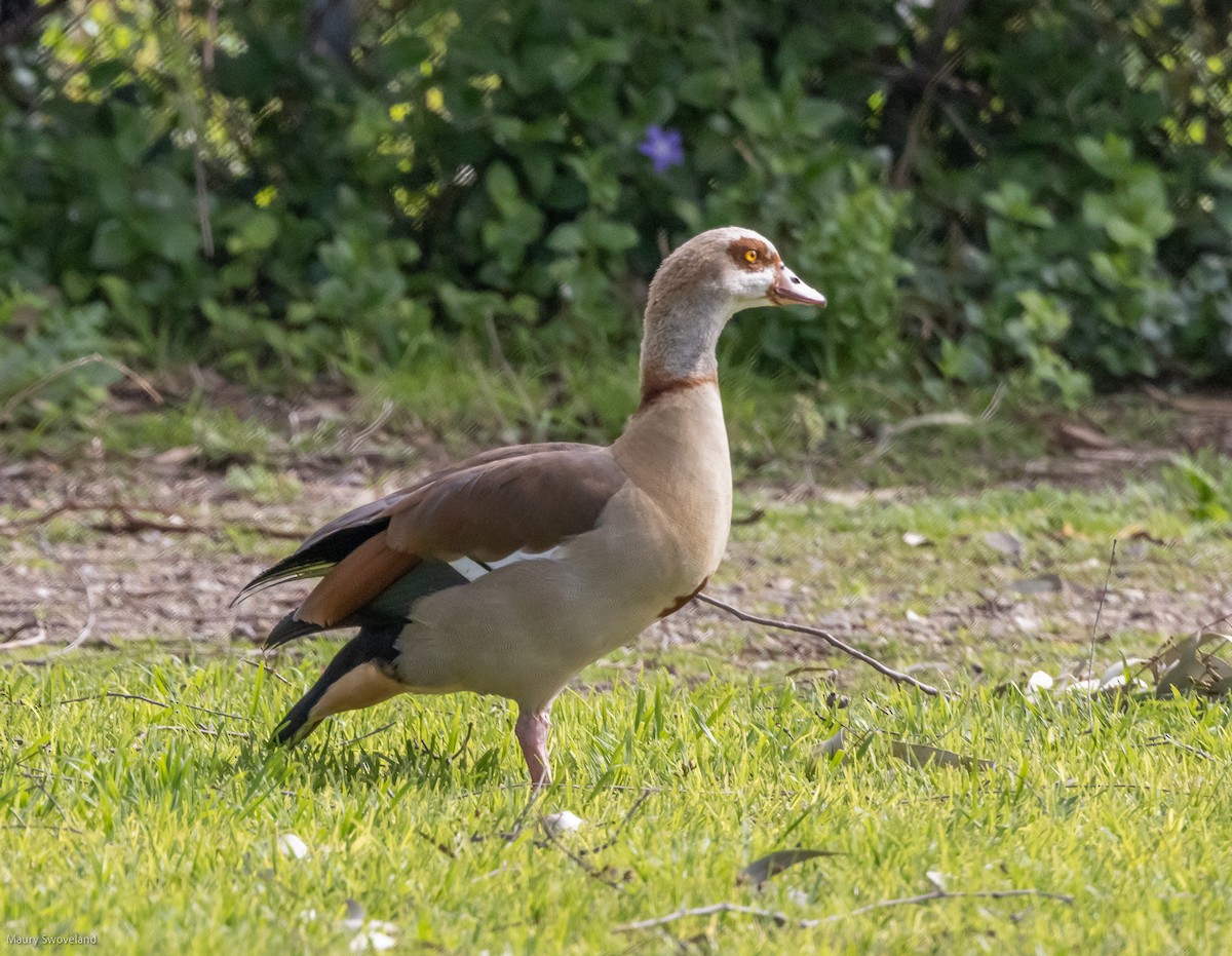 eBird Checklist - 3 Feb 2023 - William R Mason Regional Park, Irvine ...