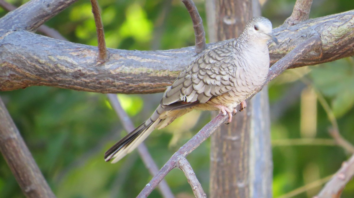 eBird Checklist - 10 Jan 2015 - JW Marriott Guanacaste Resort - 5 species
