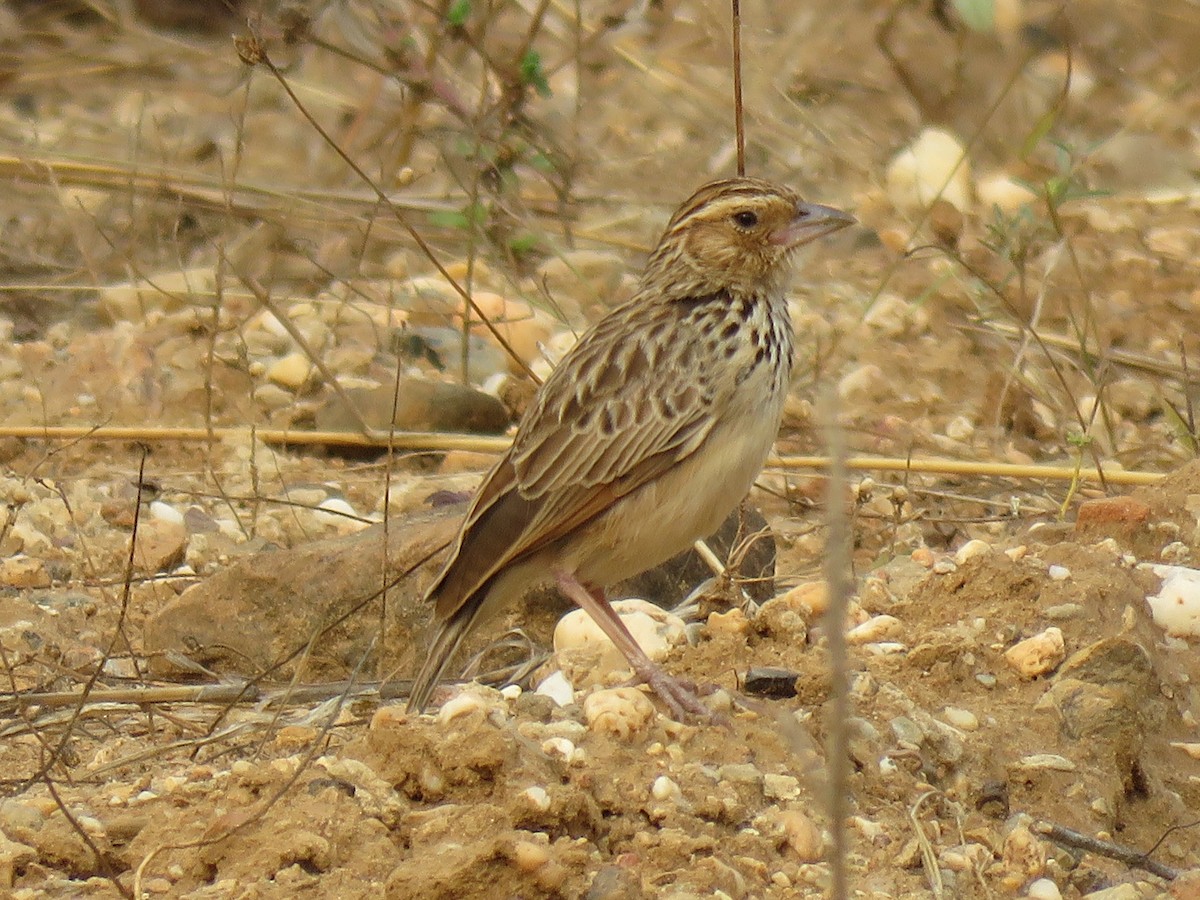 Burmese Bushlark - Mirafra microptera - Birds of the World