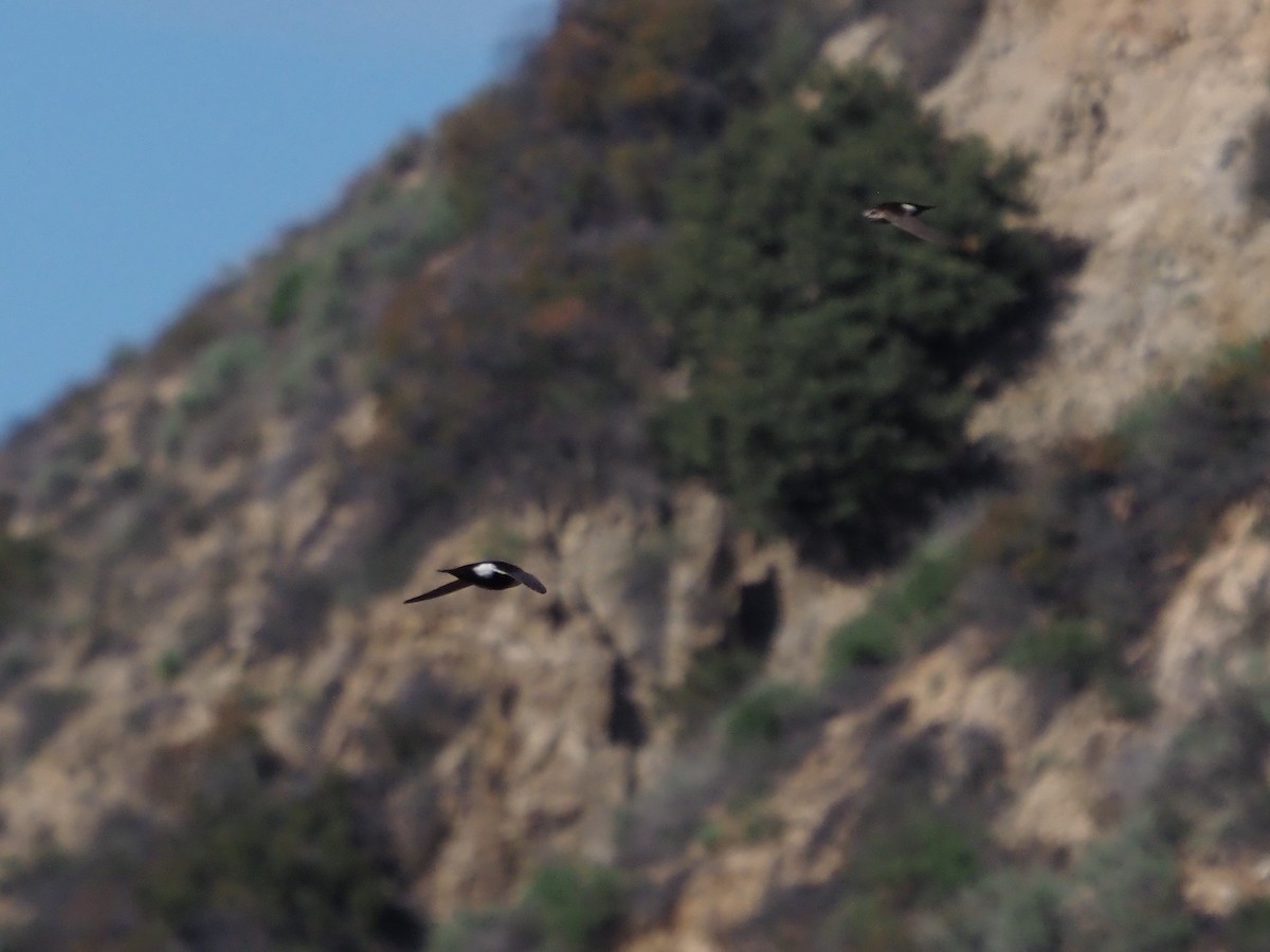eBird Checklist - 3 Feb 2023 - Bailey Canyon Park - 29 species (+5 ...