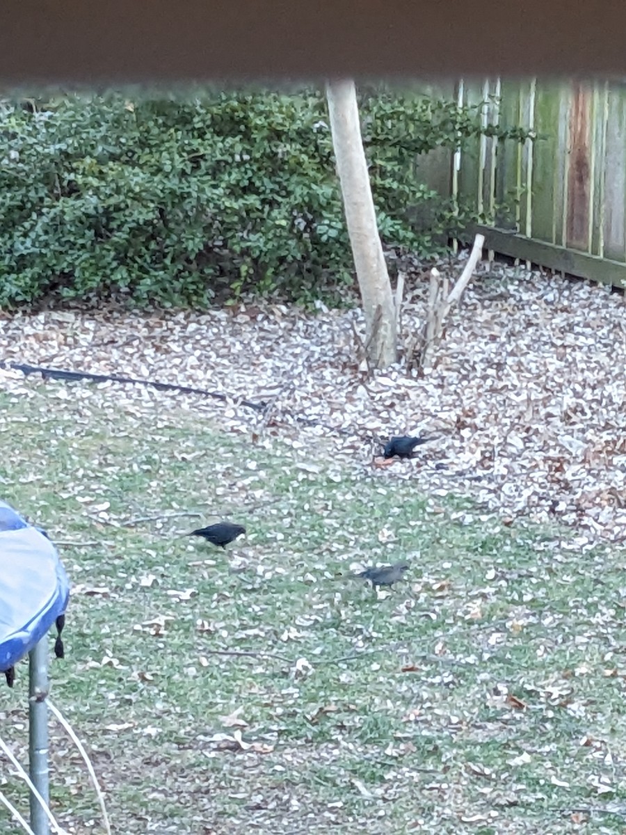 eBird Checklist - 3 Feb 2023 - Home - 12 species