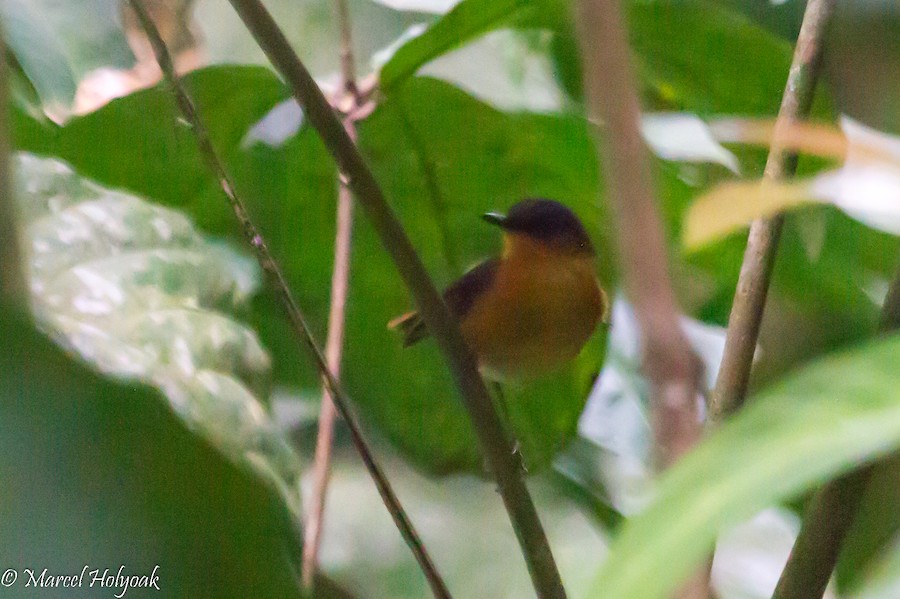 Short-tailed Akalat (Grant's) - eBird