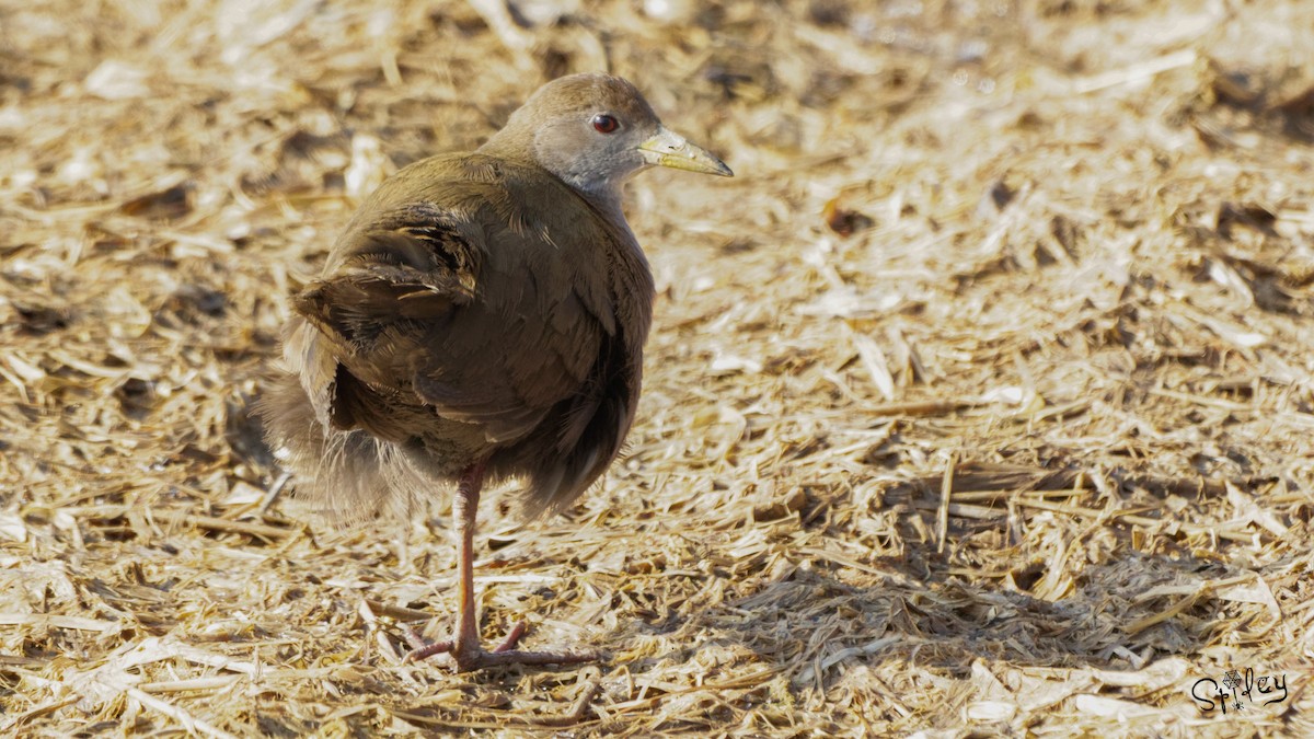 eBird Checklist - 25 Jan 2023 - 余干县 - 56 species