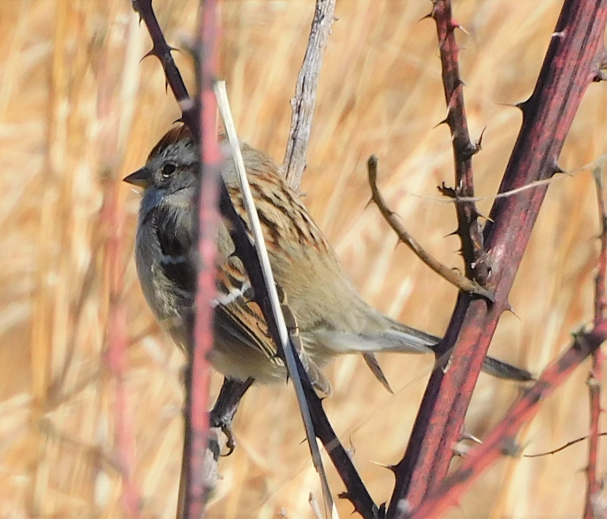 eBird Checklist - 4 Feb 2023 - Sully Woodlands - 26 species
