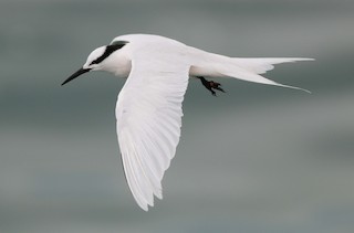 Black-naped Tern - Sterna sumatrana - Birds of the World