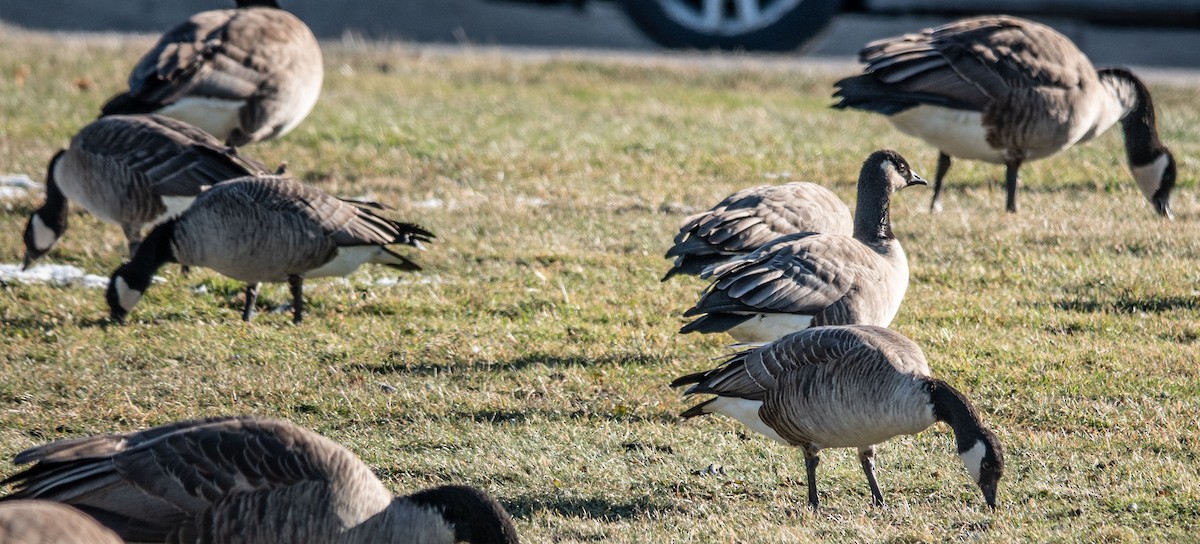 New York Breeding Bird Atlas Checklist - 4 Feb 2023 - Dunkirk Harbor ...