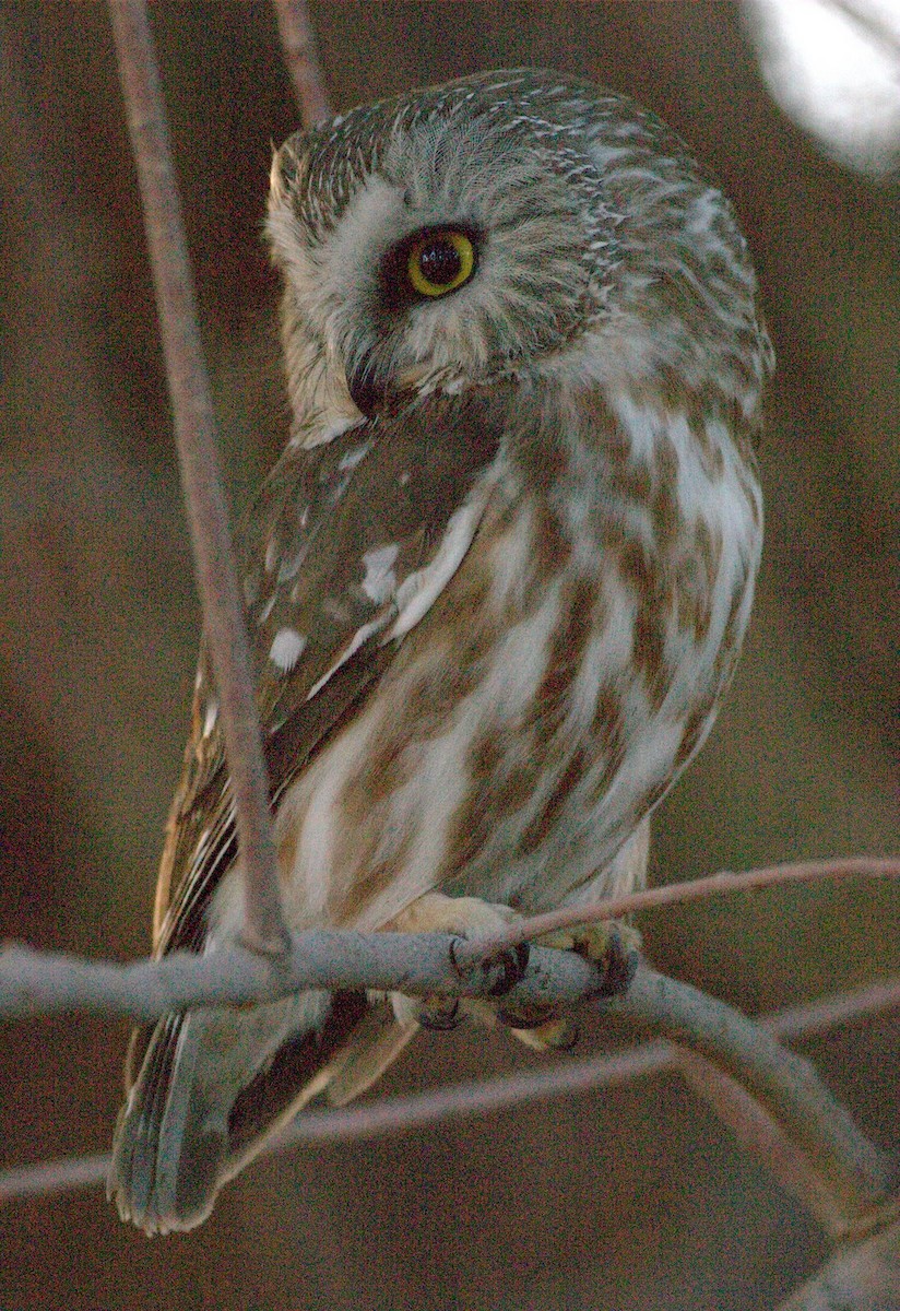 eBird Checklist - 28 Dec 2007 - Pretzer/ Tweedy - 16 species