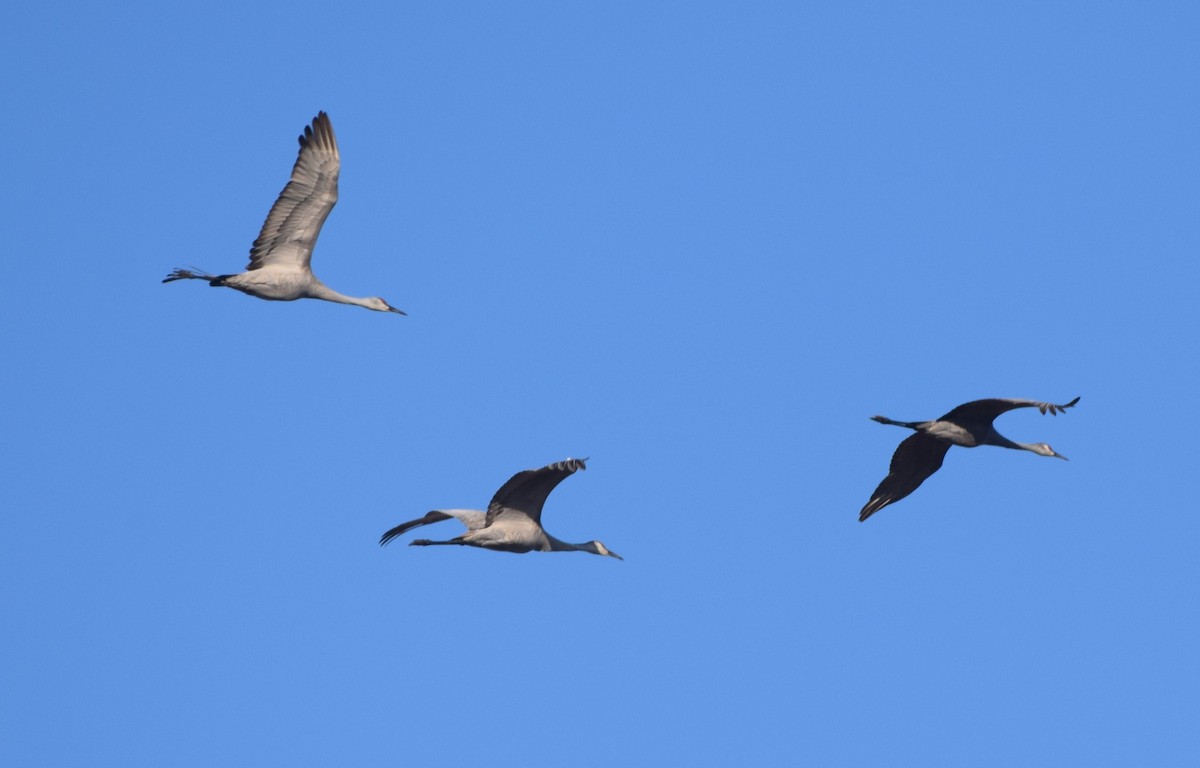 eBird Checklist - 4 Feb 2023 - Attwater Prairie-Chicken NWR—Sycamore ...