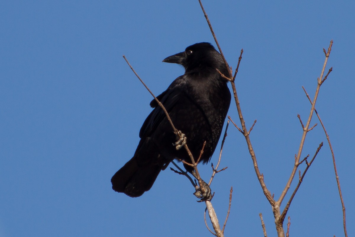 American/Fish Crow - eBird