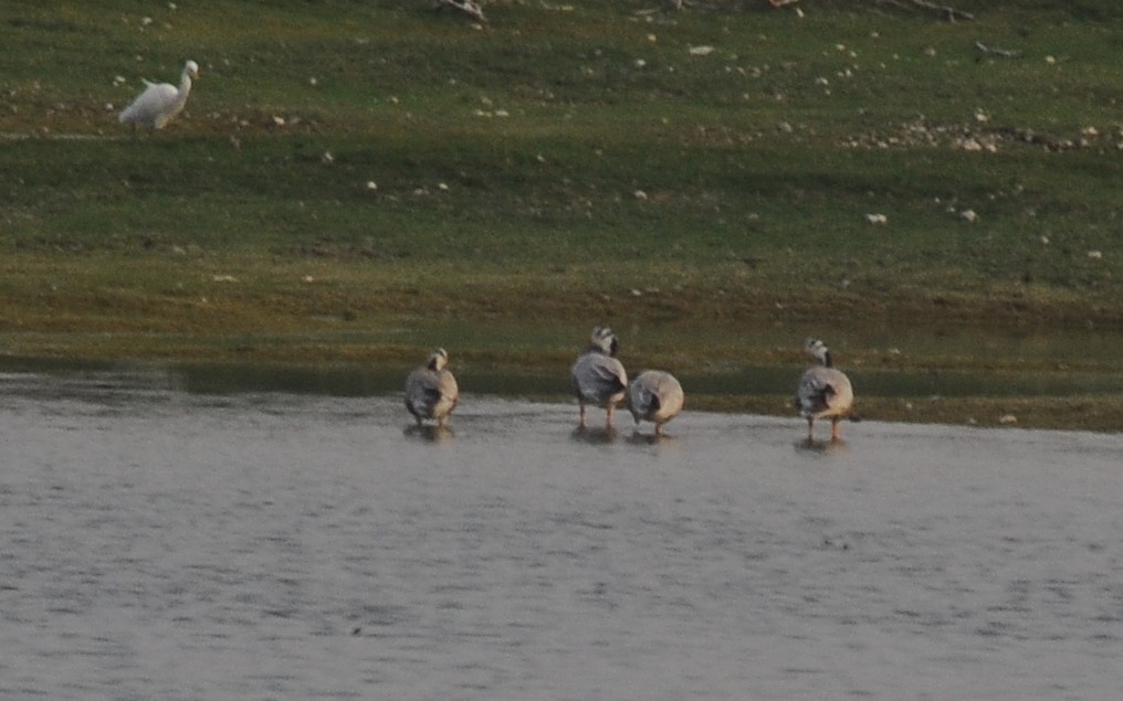 eBird Checklist - 4 Feb 2023 - Pallapalayam Lake - 49 species