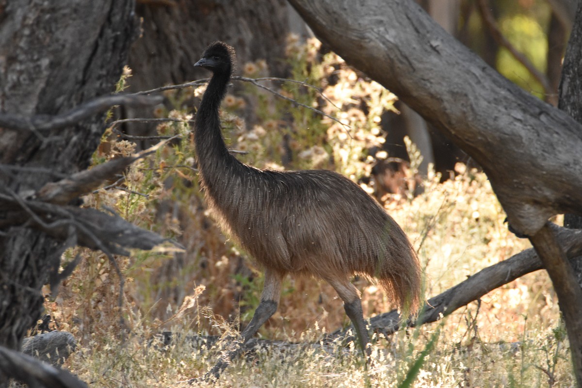eBird Checklist - 31 Jan 2023 - Wail State Forest - 19 species