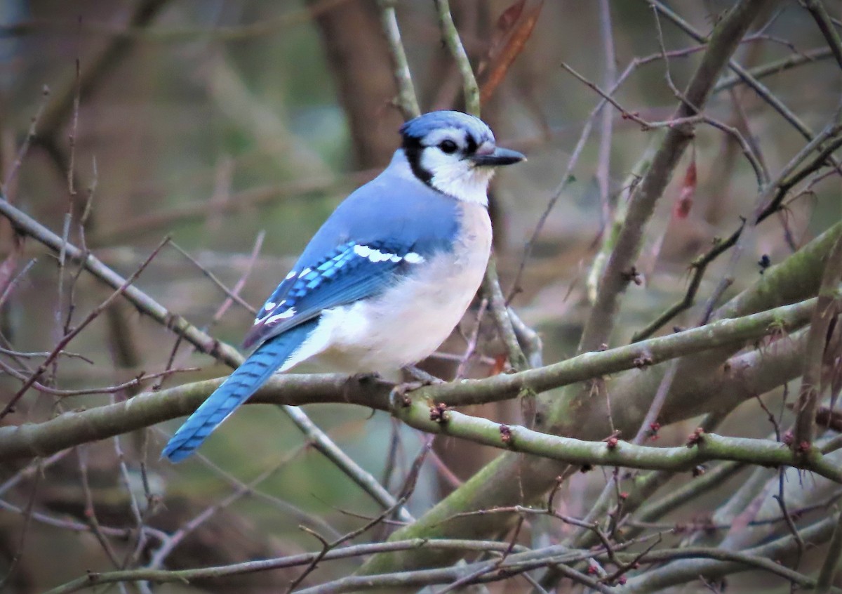 North Carolina Bird Atlas Checklist - 5 Feb 2023 - Prairie Ridge ...