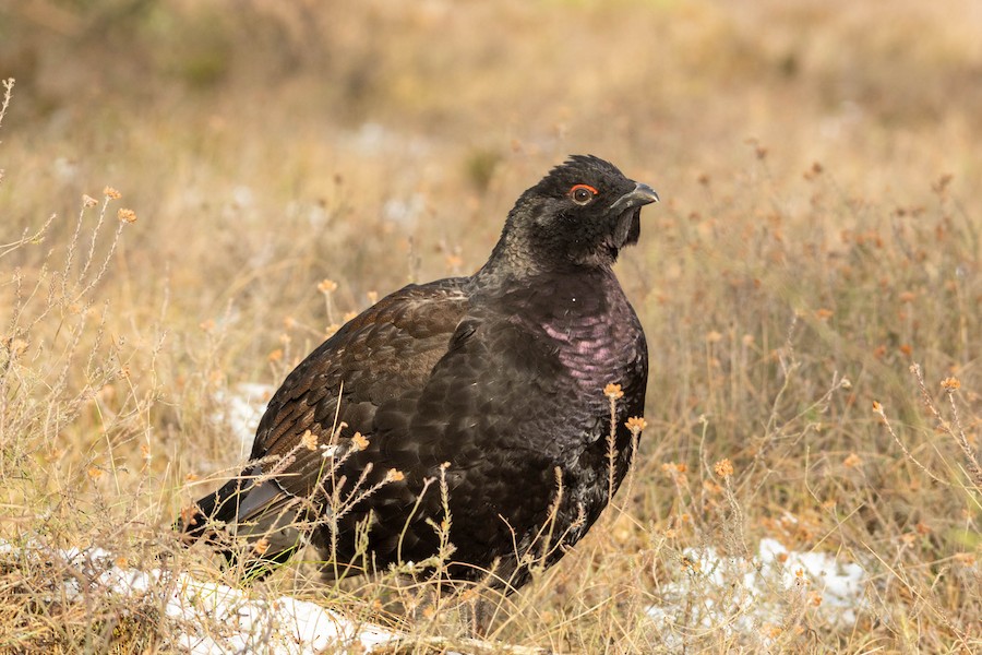 Büyük Orman Tavuğu x Orman Horozu - eBird
