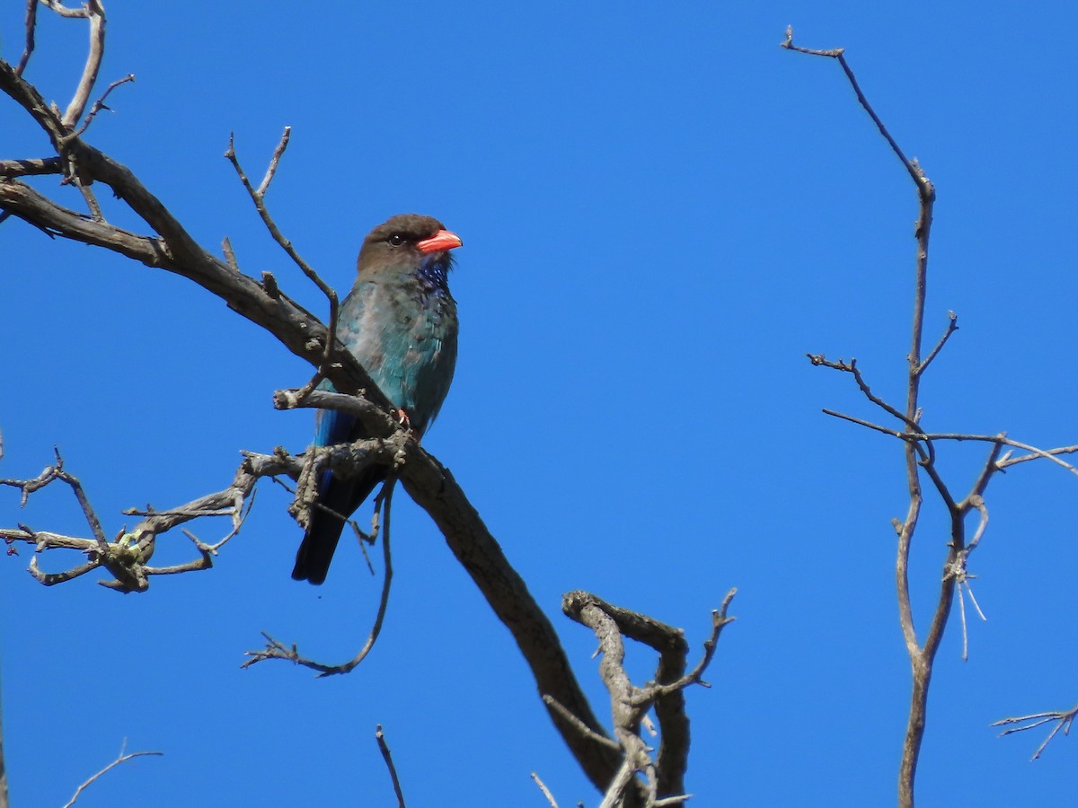 eBird Australia Checklist - 6 Feb 2023 - Callum Brae Nature Reserve ...