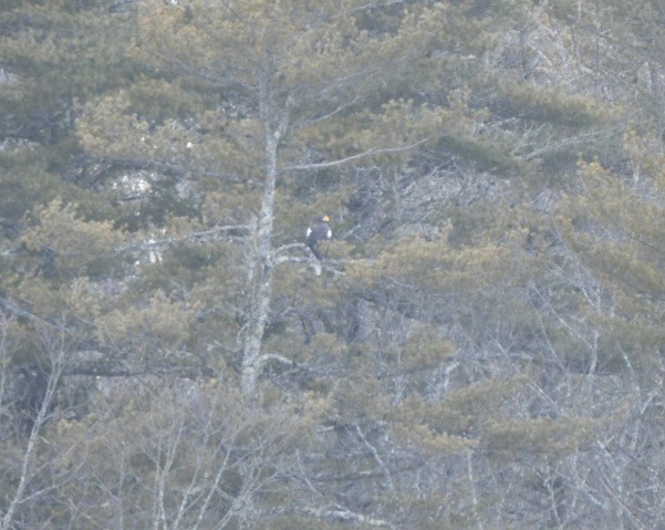 Maine Bird Atlas Checklist - 5 Feb 2023 - Flying Point Preserve ...