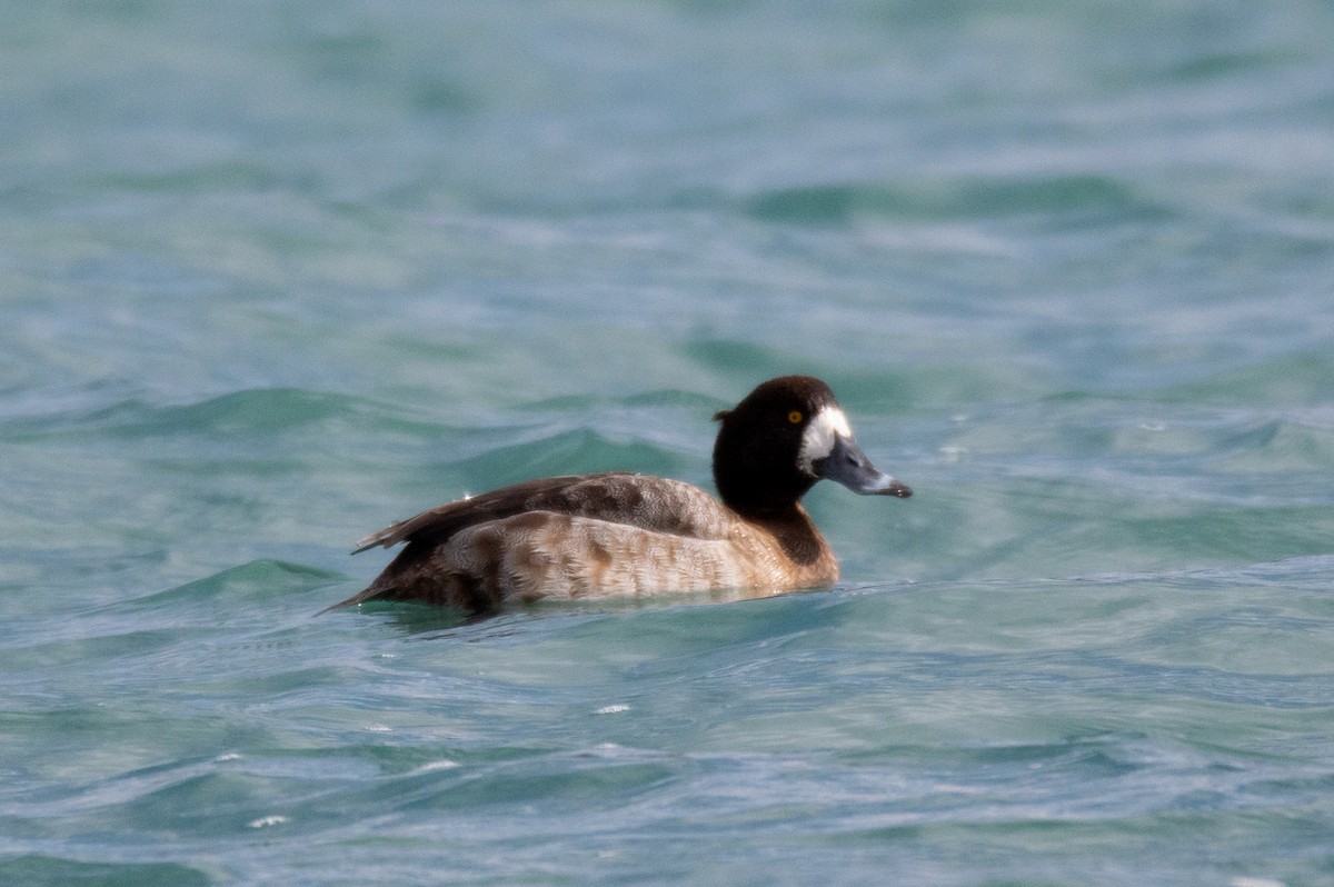 eBird Checklist - 5 Feb 2023 - Pyramid Lake--Pelican Point and Boat ...